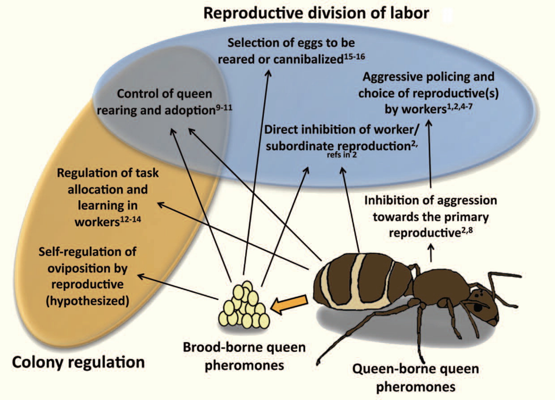 Queen pheromones: The chemical crown governing insect social life ...